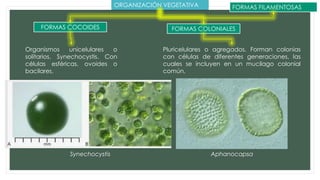 DIVISION CYANOPHYTA.pdf