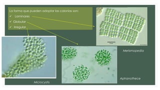 DIVISION CYANOPHYTA.pdf