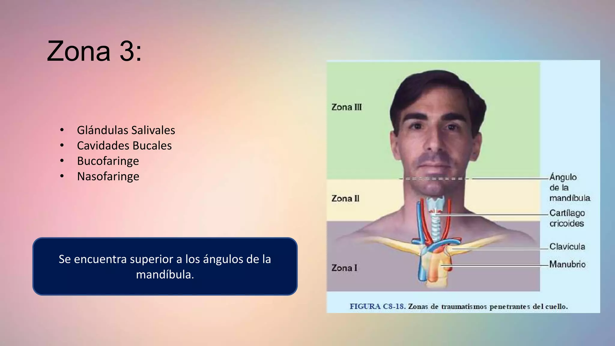 Divisiones del cuello en traumatismo e infecciones profundas | PPTX