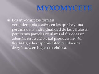 Division myxomycota | PPTX