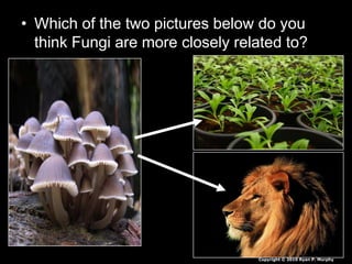 Kingdom Fungi Visual PowerPoint Quiz, Biology and Taxonomy Quiz | PPTX