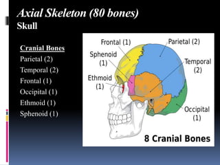 Division of human skeleton system | PPTX