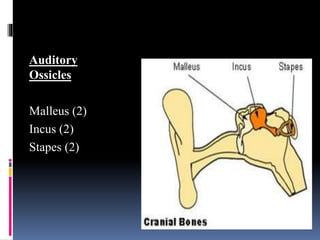 Division of human skeleton system | PPTX