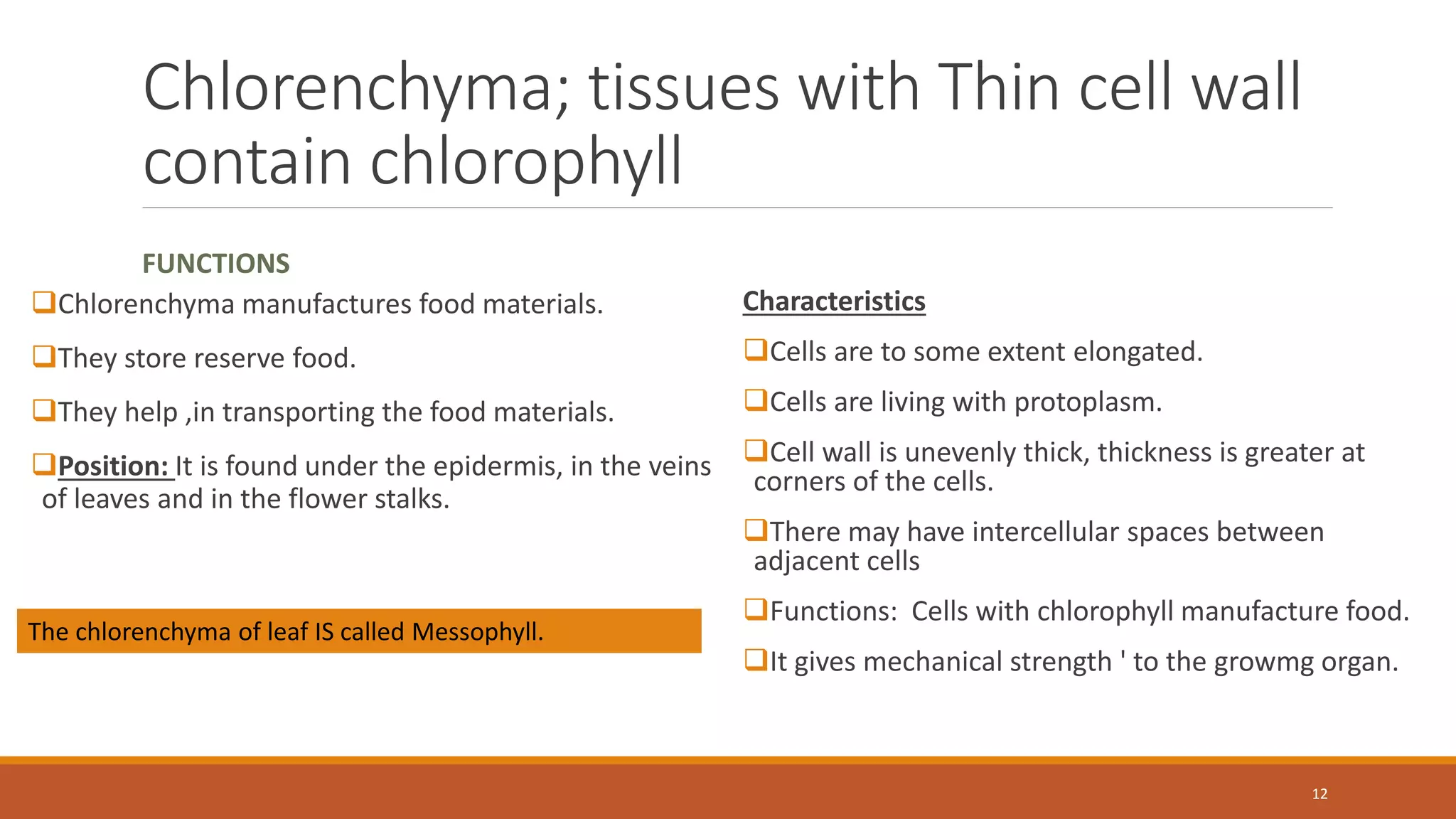 Division of labor in multicellular plants | PPTX
