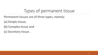 Division of labor in multicellular plants | PPTX