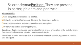 Division of labor in multicellular plants | PPTX