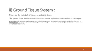 Division of labor in multicellular plants | PPTX