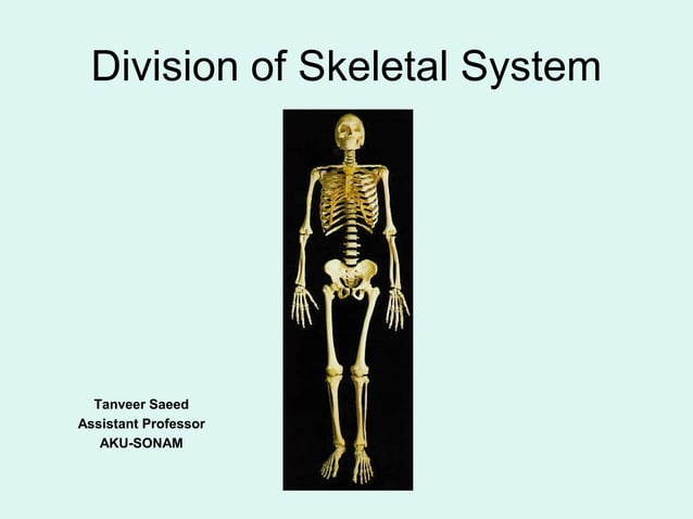 Division of skeletal system 2 | PDF