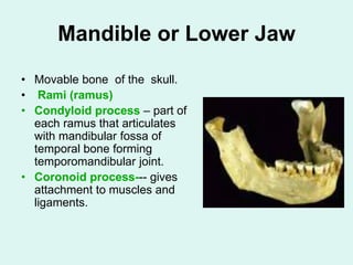 Division of skeletal system 2 | PDF
