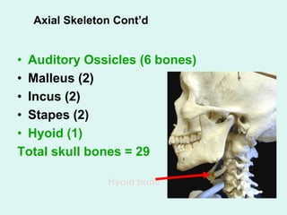 Auditory Ossicles Skull
