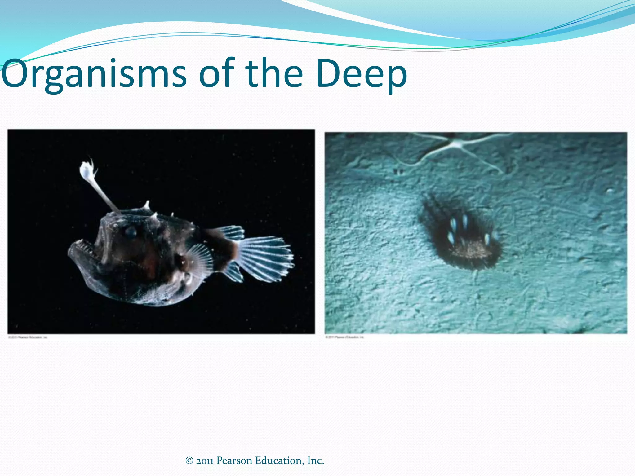 Divisions of the Marine Environment | PPTX