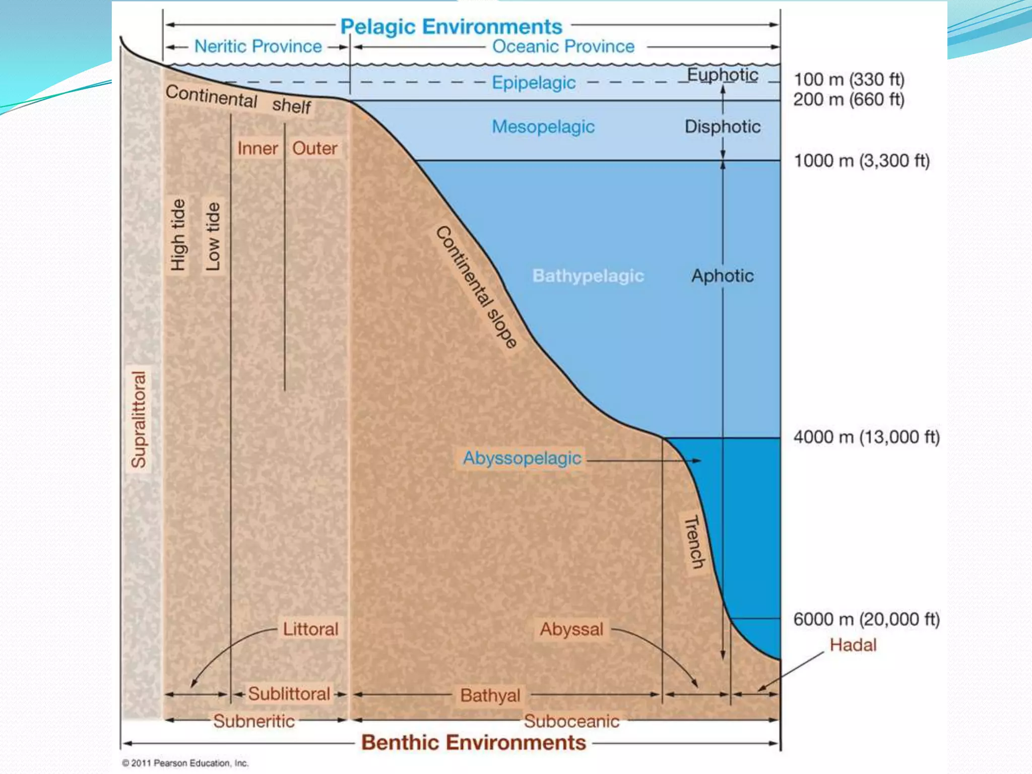 Divisions of the Marine Environment | PPTX
