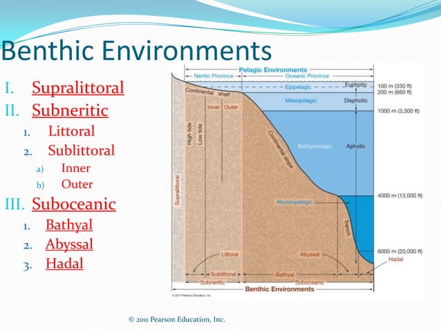 Divisions of the Marine Environment | PPTX | Geography | Science