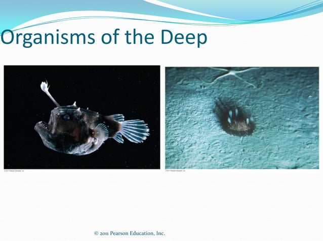 Divisions of the Marine Environment | PPTX | Geography | Science