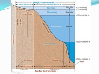 Divisions of the Marine Environment | PPTX