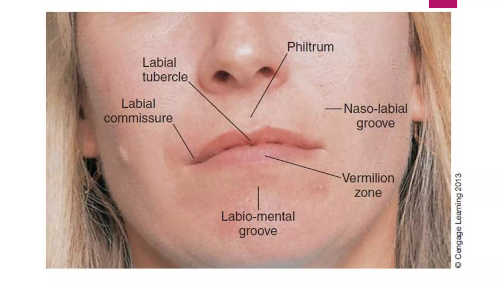 Divisions of the oral cavity | PPTX
