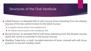 Divisions of the oral cavity | PPTX
