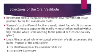 Divisions of the oral cavity | PPTX