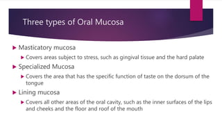 Divisions of the oral cavity | PPTX