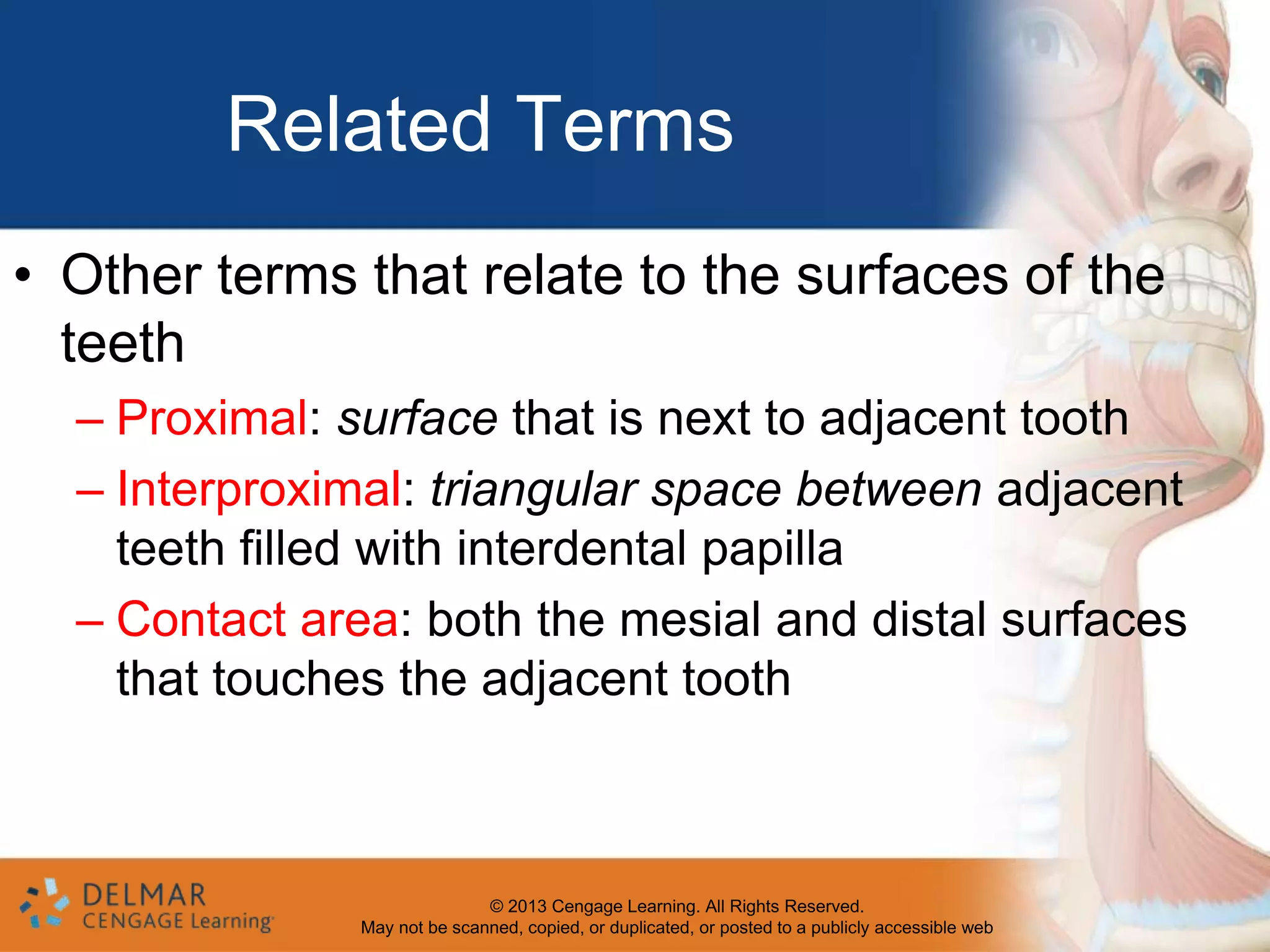 Divisions, surfaces and tissues of the tooth; surrounding structures | PPTX