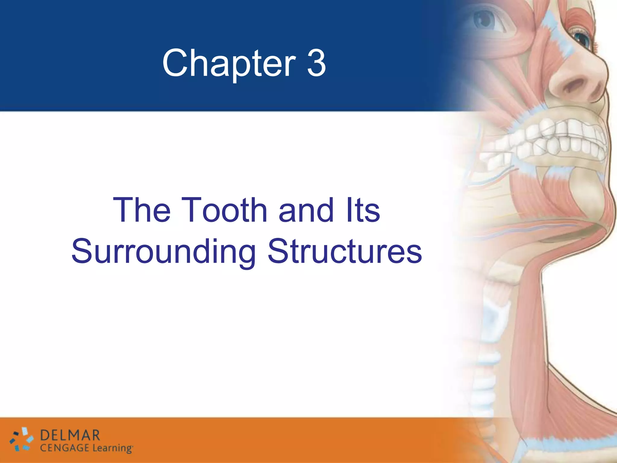 Divisions, surfaces and tissues of the tooth; surrounding structures | PPTX