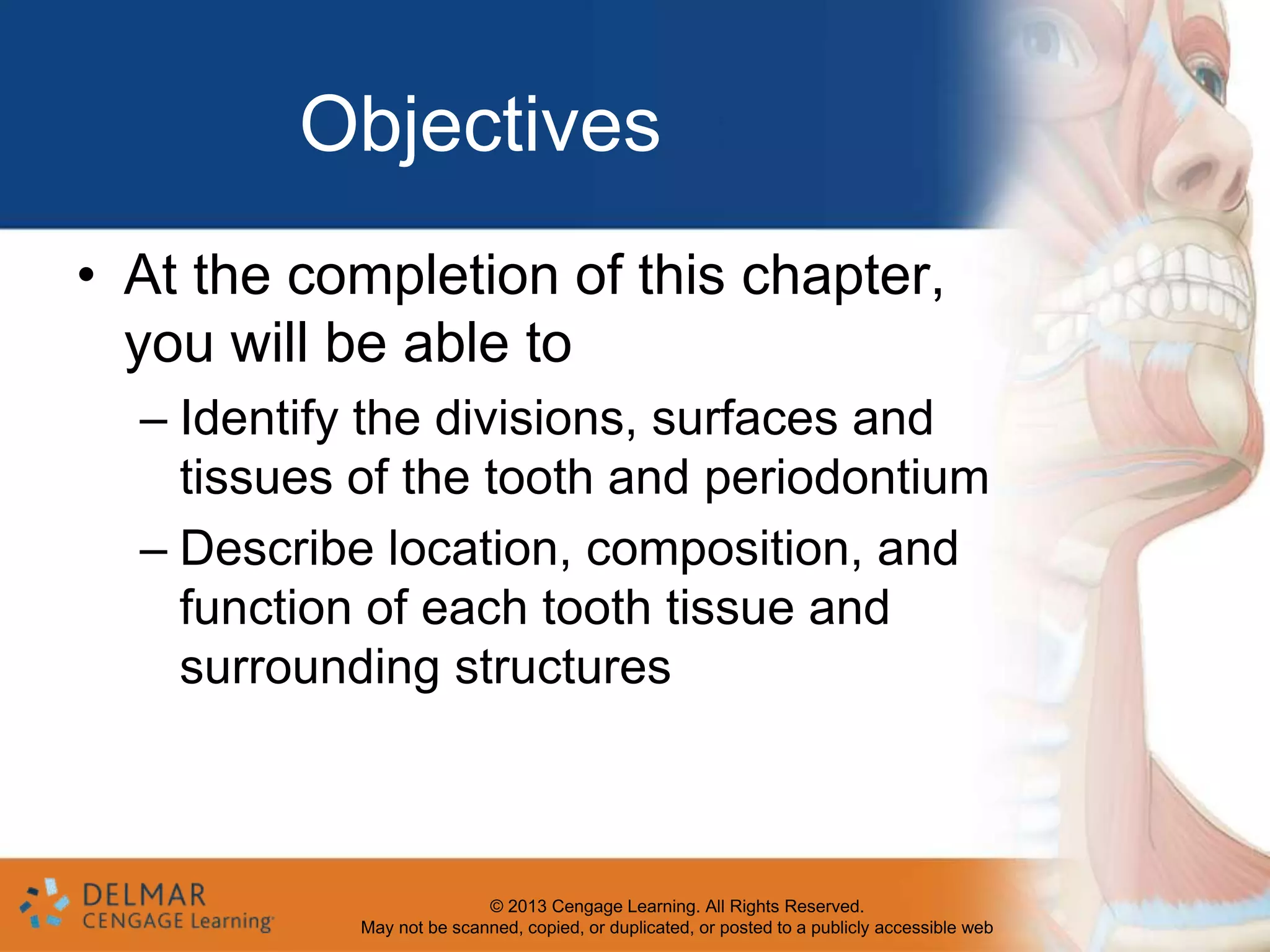 Divisions, surfaces and tissues of the tooth; surrounding structures | PPTX