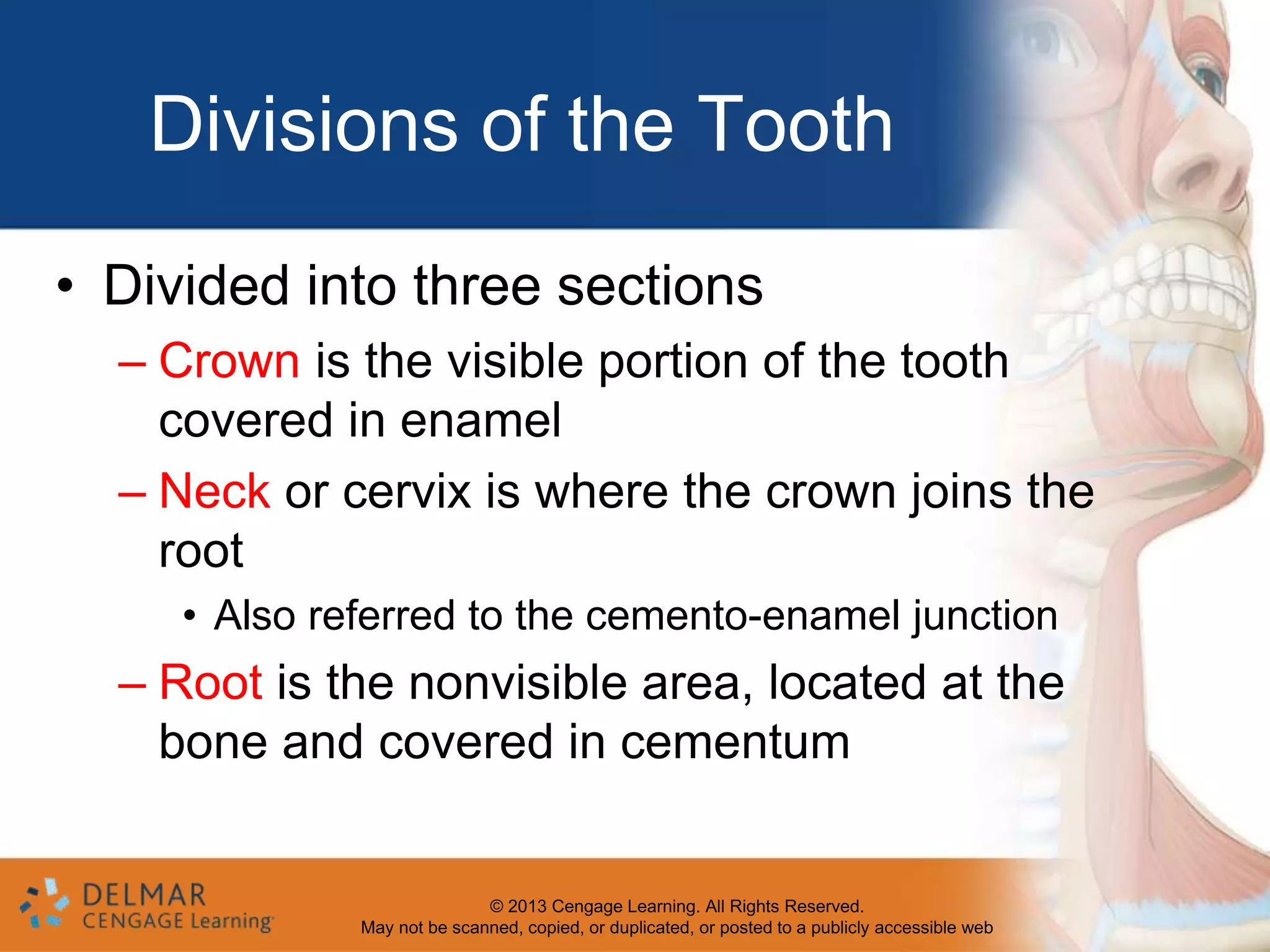 Divisions, surfaces and tissues of the tooth; surrounding structures | PPTX