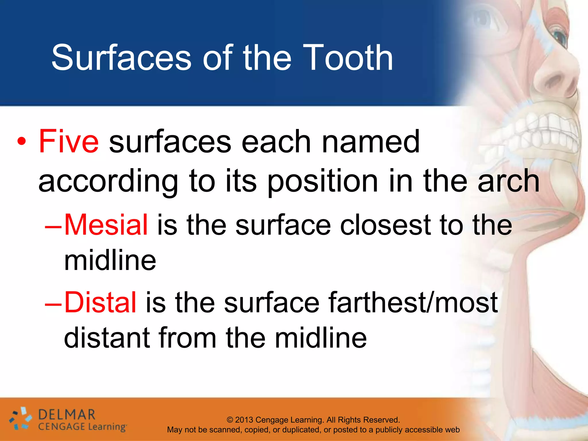 Divisions, surfaces and tissues of the tooth; surrounding structures | PPTX
