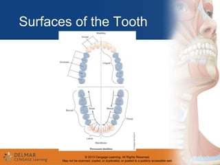 Divisions, surfaces and tissues of the tooth; surrounding structures | PPTX