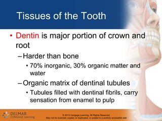 Divisions, surfaces and tissues of the tooth; surrounding structures | PPTX