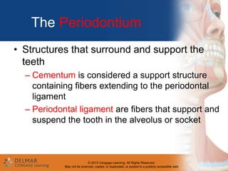 Divisions, surfaces and tissues of the tooth; surrounding structures | PPTX