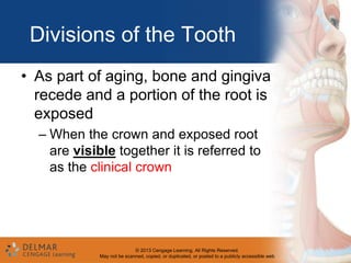 Divisions, surfaces and tissues of the tooth; surrounding structures | PPTX