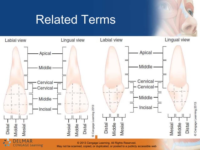 Divisions, surfaces and tissues of the tooth; surrounding structures | PPT