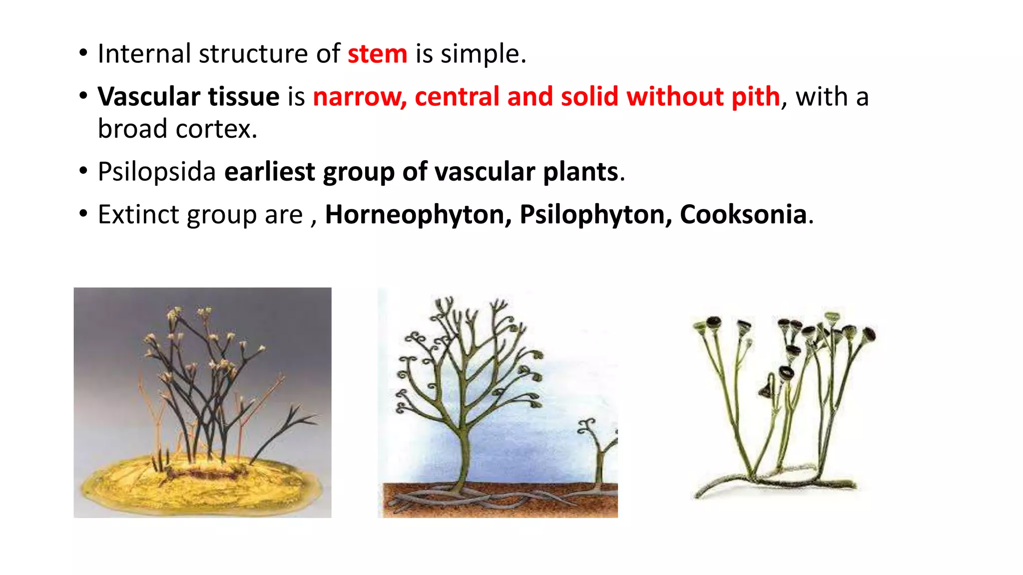 Kingdom Plantae | PPTX