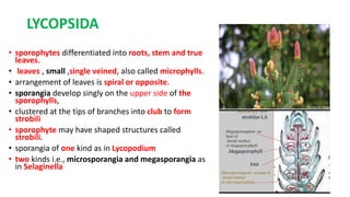 Kingdom Plantae | PPTX