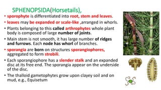 Kingdom Plantae | PPTX