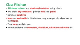 Kingdom Plantae | PPTX