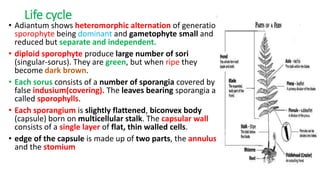 Kingdom Plantae | PPTX