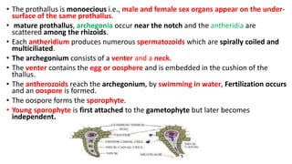Kingdom Plantae | PPTX