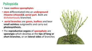 Kingdom Plantae | PPTX