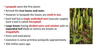 Kingdom Plantae | PPTX
