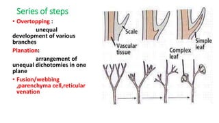 Kingdom Plantae | PPTX
