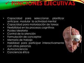 Division y funciones del cerebro | PPTX