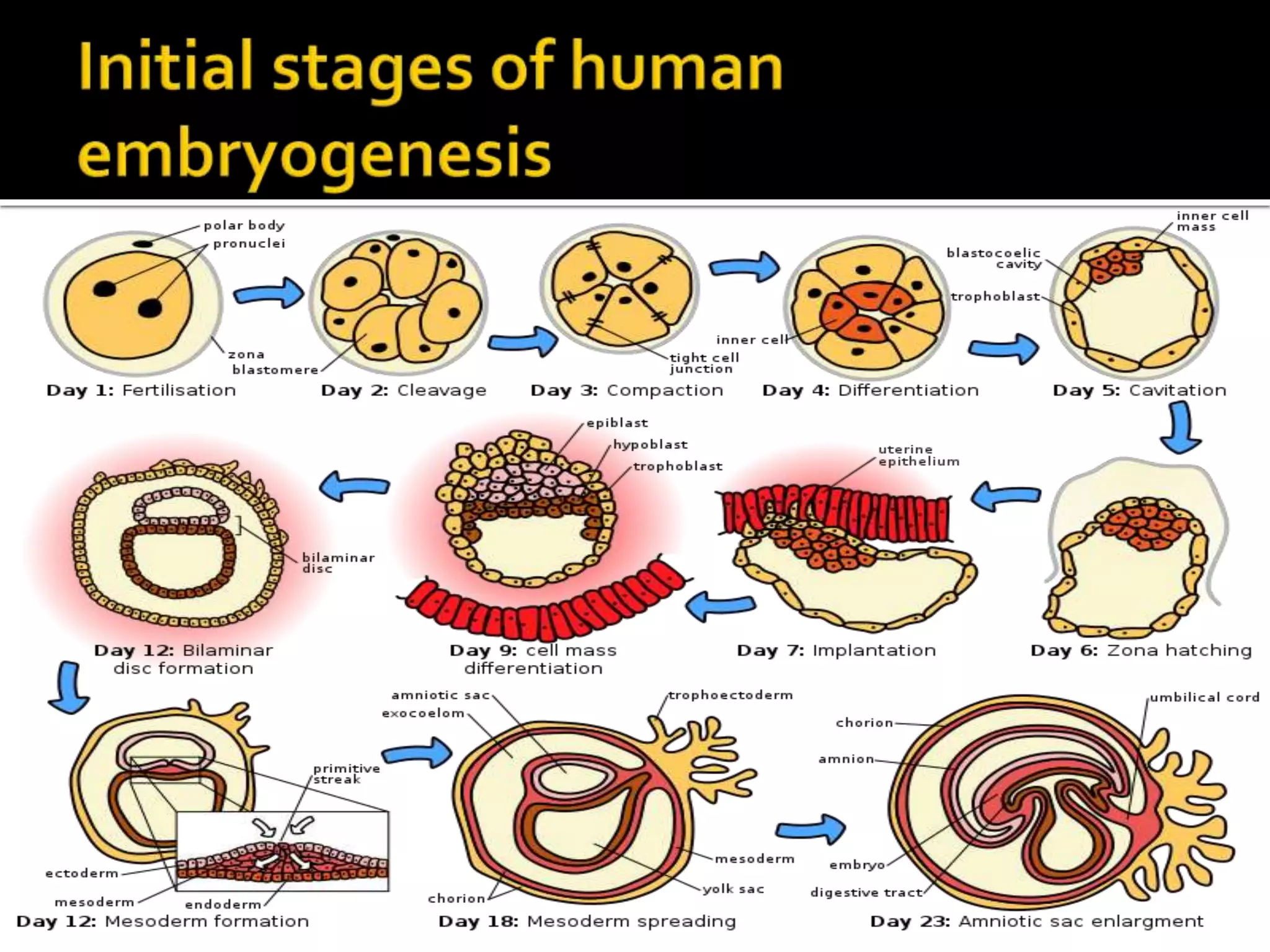 PHYLOGENEY AND ONTOGENY.pptx
