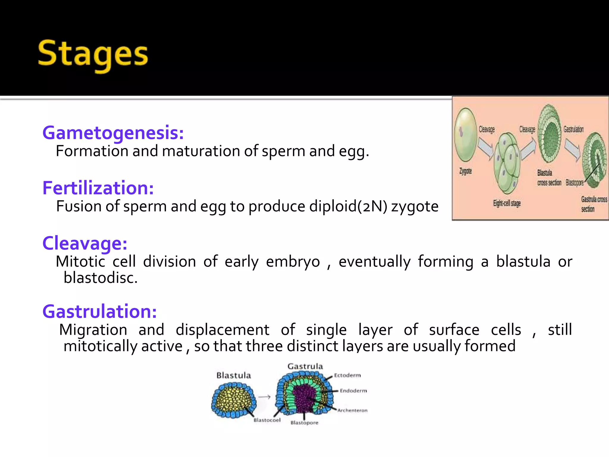 PHYLOGENEY AND ONTOGENY.pptx