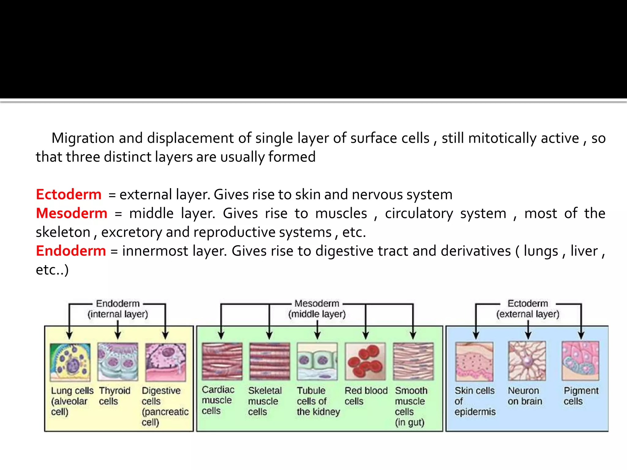 PHYLOGENEY AND ONTOGENY.pptx