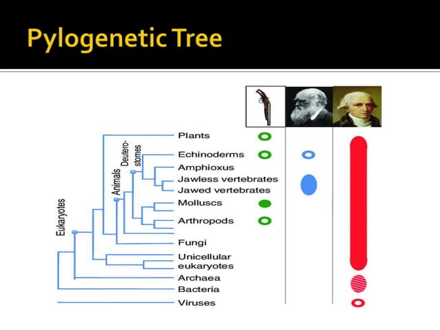 PHYLOGENEY AND ONTOGENY.pptx