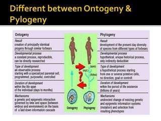 PHYLOGENEY AND ONTOGENY.pptx