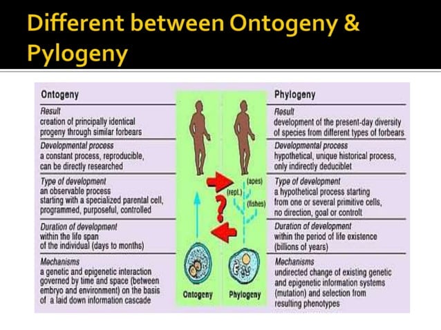 PHYLOGENEY AND ONTOGENY.pptx