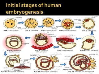 PHYLOGENEY AND ONTOGENY.pptx